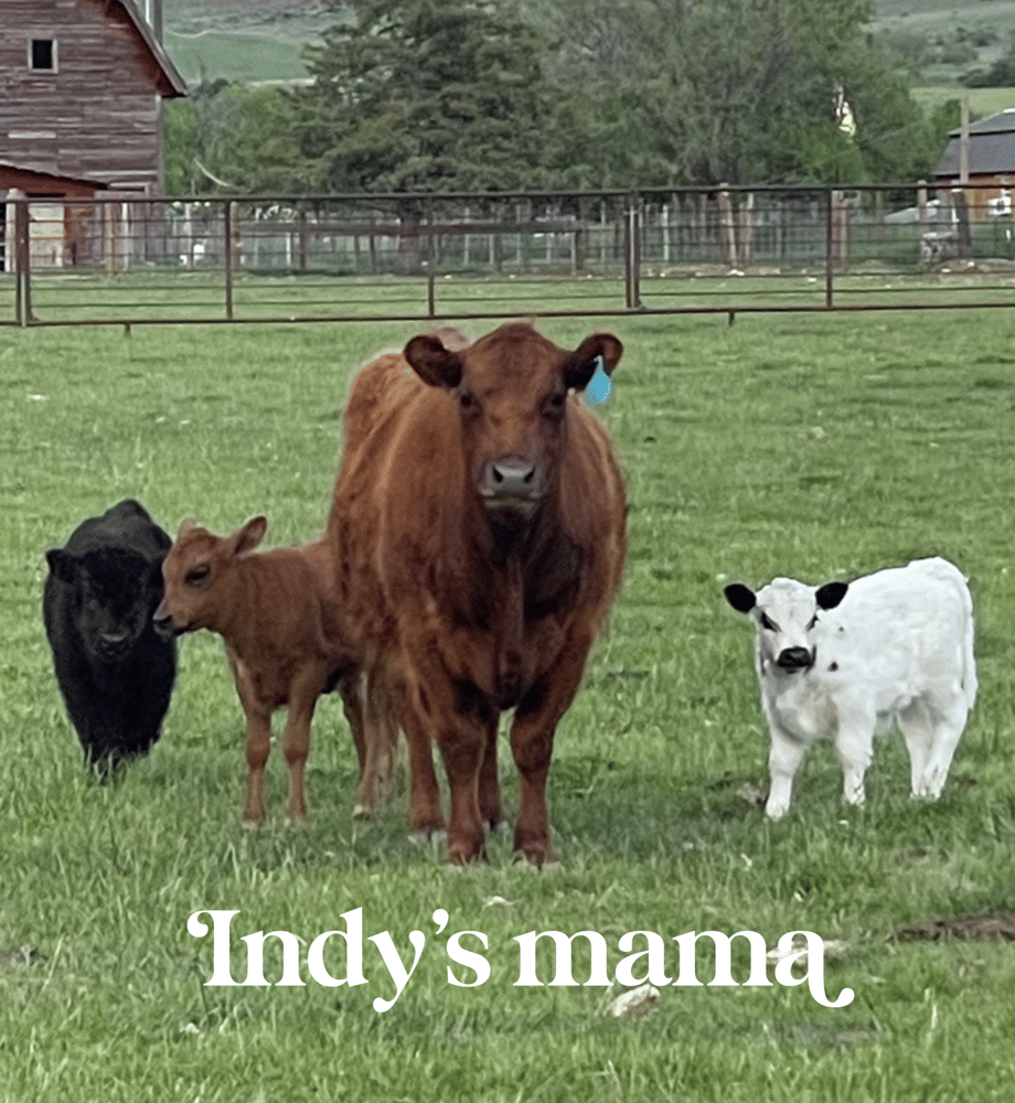 heifers