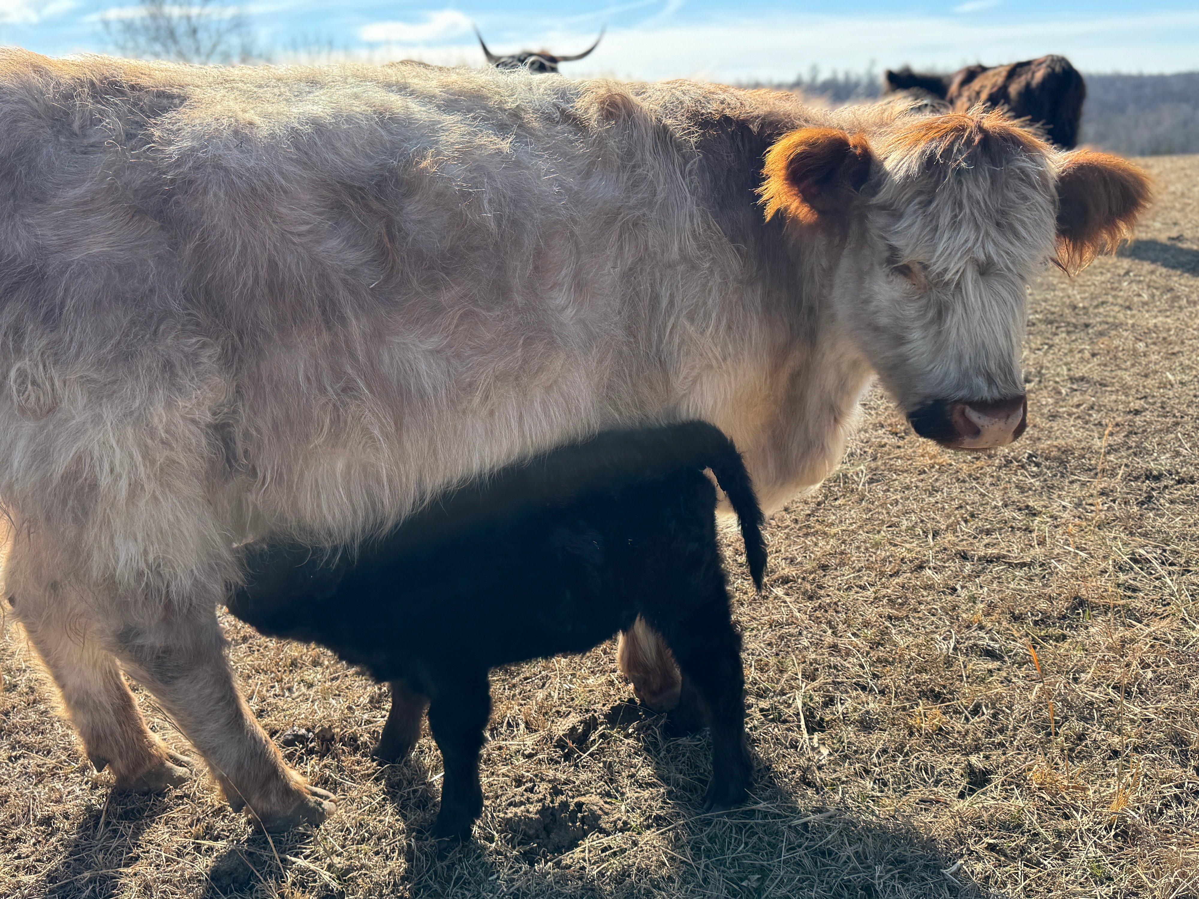 Calves for sale