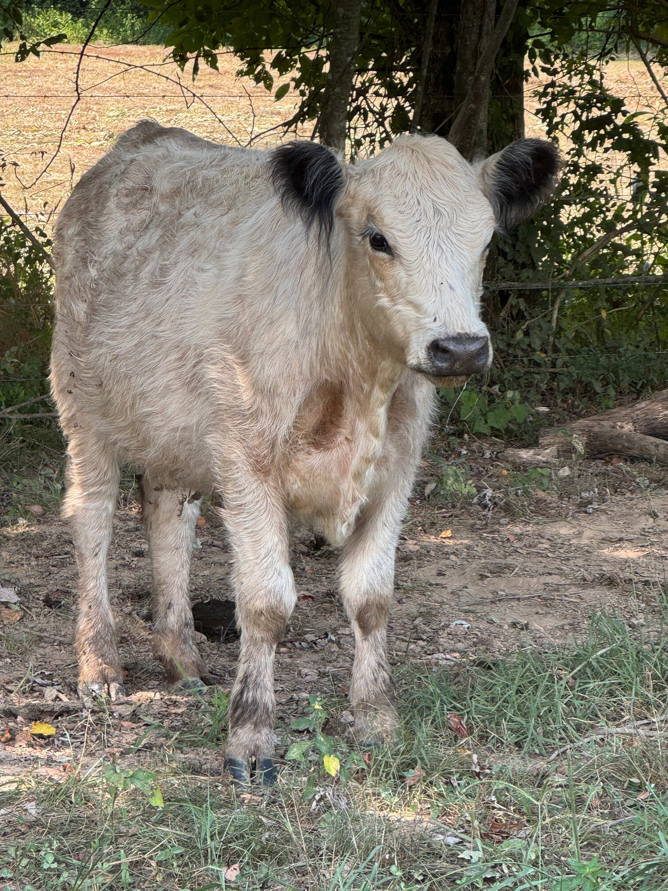heifers