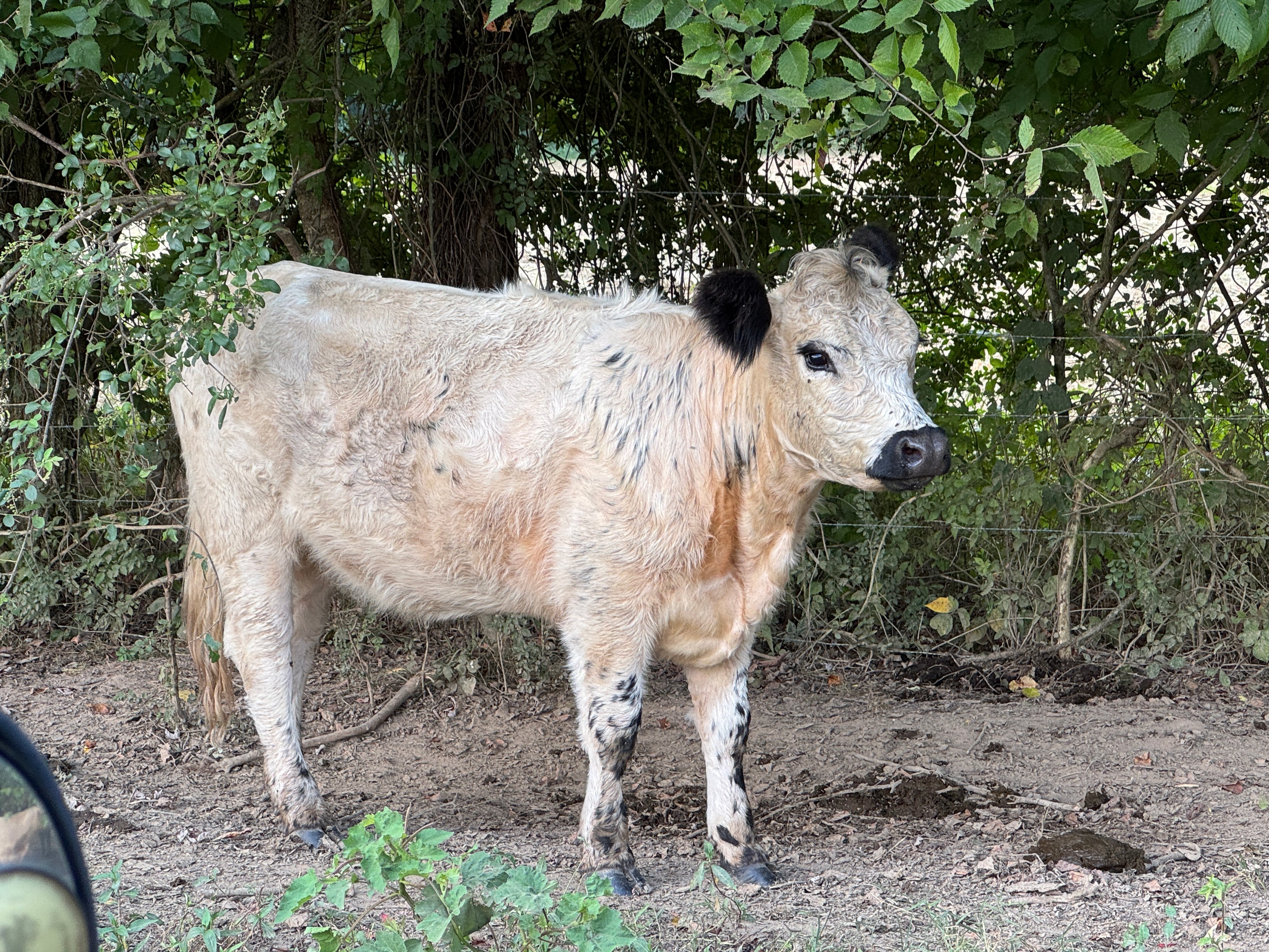 heifers