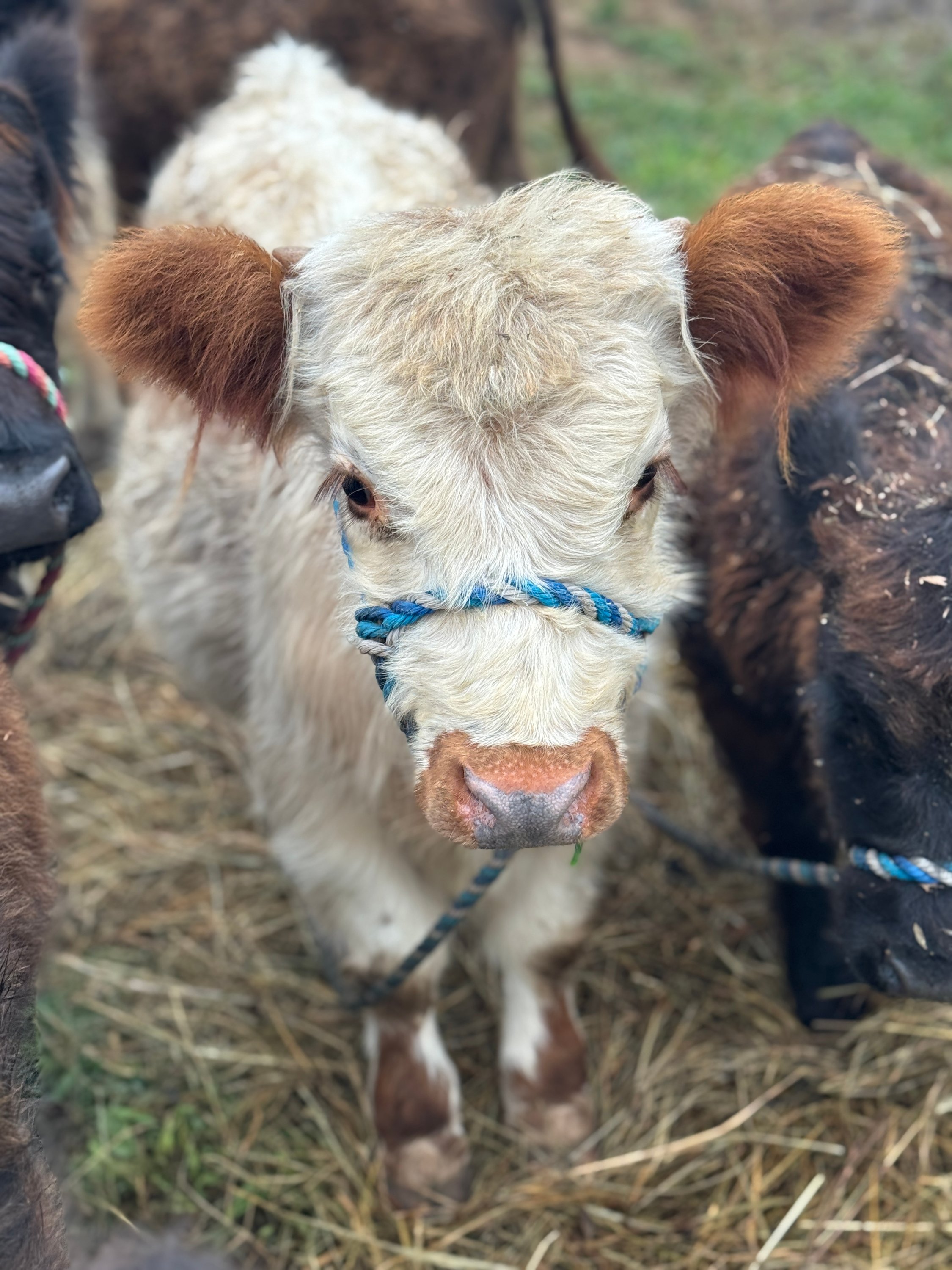 Calves for sale