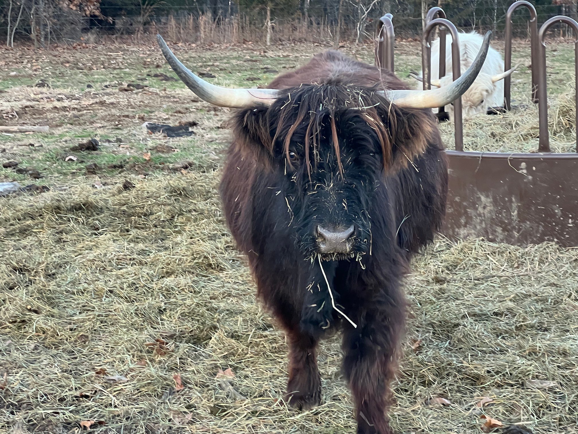 Cattle